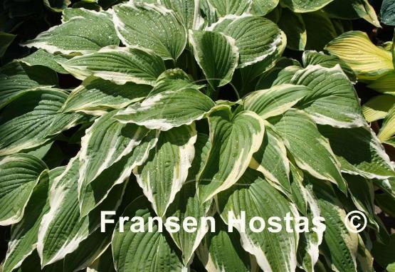 Hosta Antioch - Fransen Hostas
